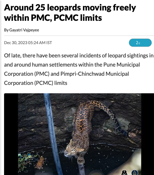 Around 25 leopards moving freely within PMC, PCMC limits - RESQ Charitable Trust